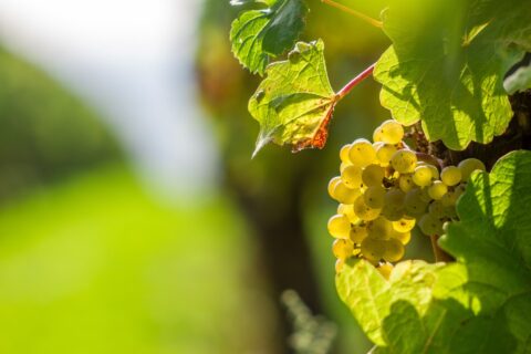 Oïdium de la vigne : comment reconnaître, prévenir et traiter cette ...