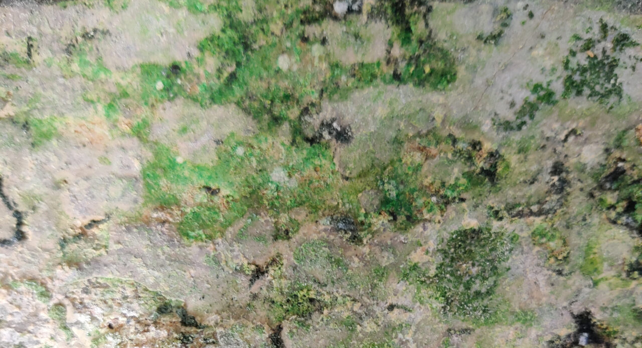 What microorganisms contaminate my material or product? - Conidia Coniphy