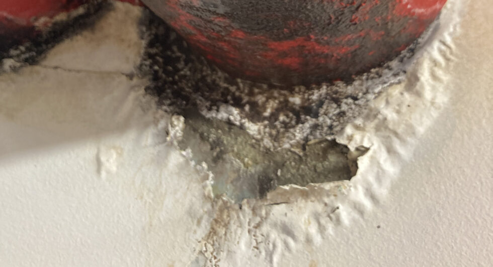 What microorganisms contaminate my material or product? - Conidia Coniphy