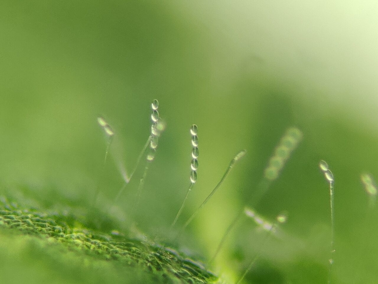 Oïdium de la vigne : comment reconnaître, prévenir et traiter cette ...