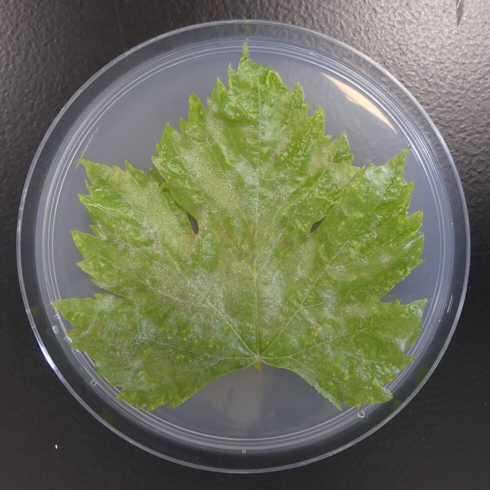 Powdery Mildew on Grapevines: How to Recognize, Prevent, and Treat This ...